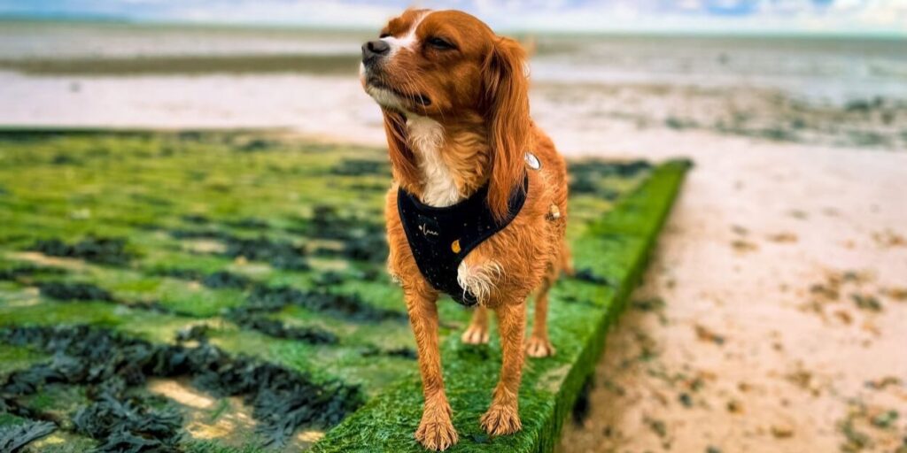 Best Harness for Small Dogs (UK Guide) | The Luna Collection