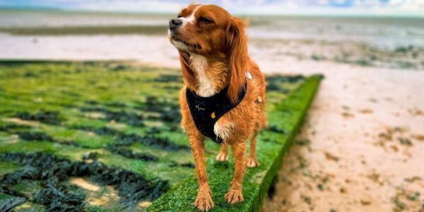 Best Harness for Small Dogs (UK Guide) | The Luna Collection